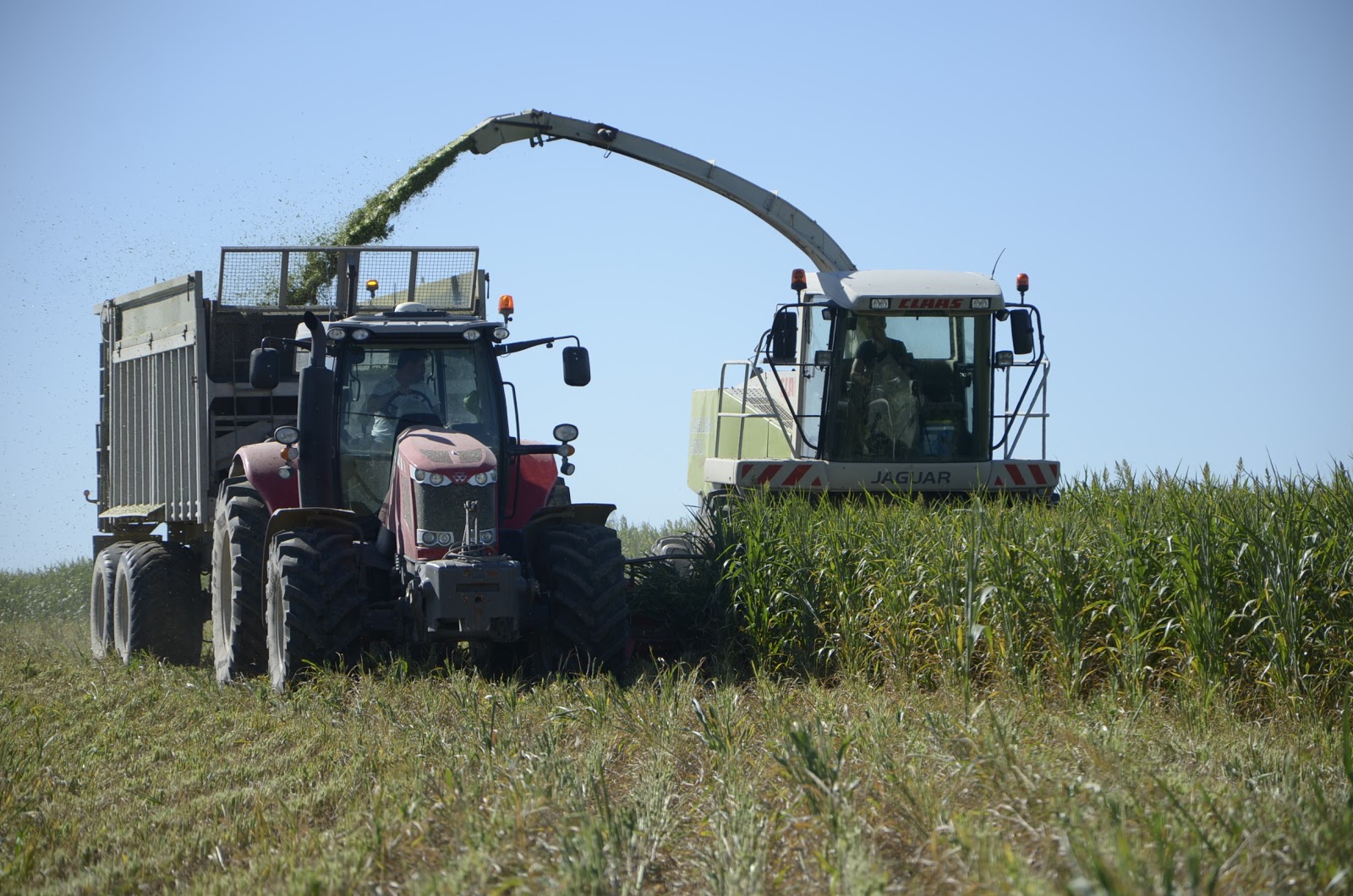 Ensiling Sorghum: chopping, transport and pressing