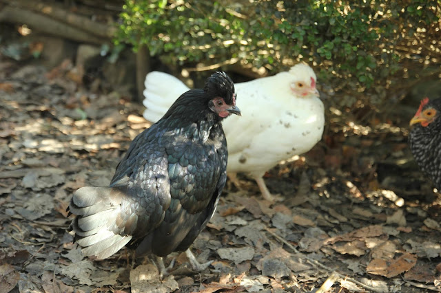 The strange case of the fading hen - Angélique turns from black to ...
