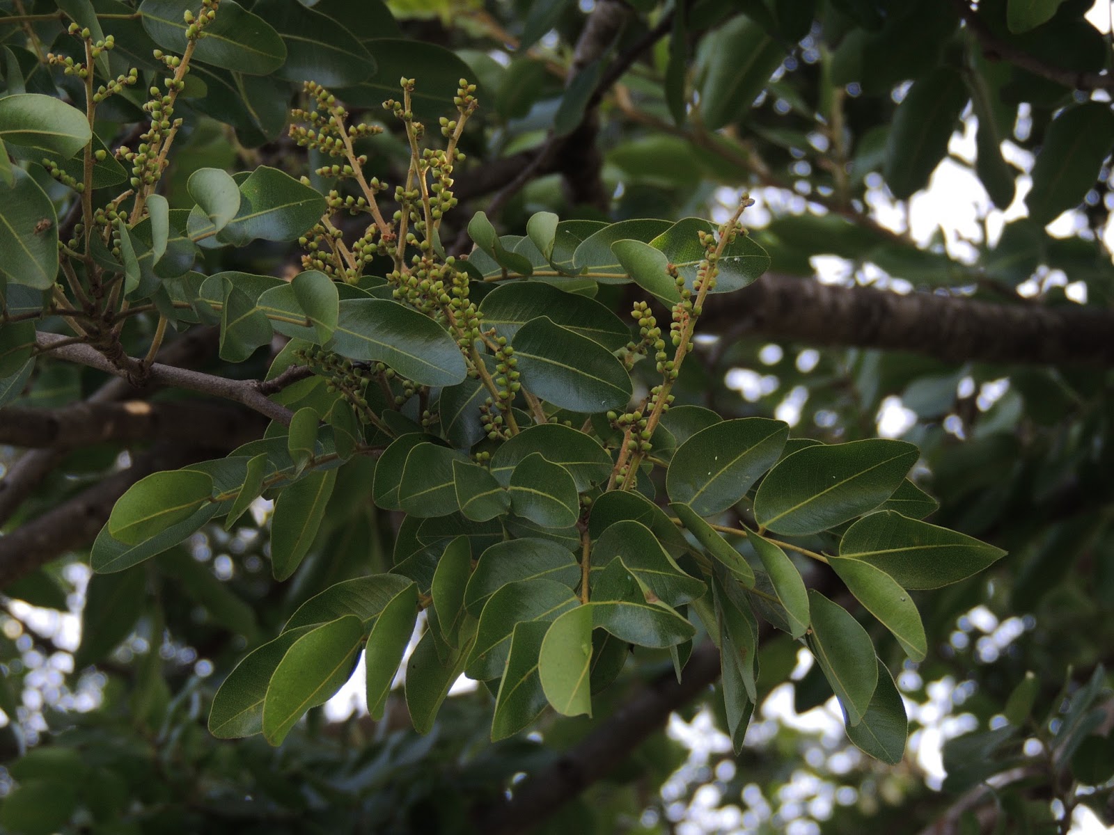 Fabaceae - Leguminosae no Brasil: Fabaceae - Copaifera langsdorffii ...