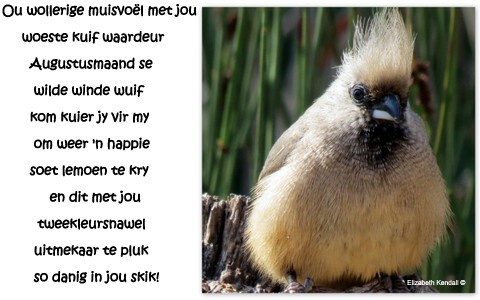 Speel-speel : muisvoël