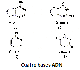 Recursos Matemáticos: La cadena de la vida y las matemáticas - 1ro. Medio