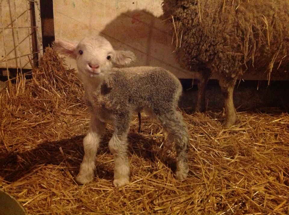 Widgets & Wool Primitives