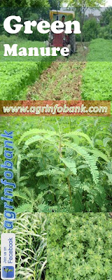 What is Green Manure | Agriculture Information Bank