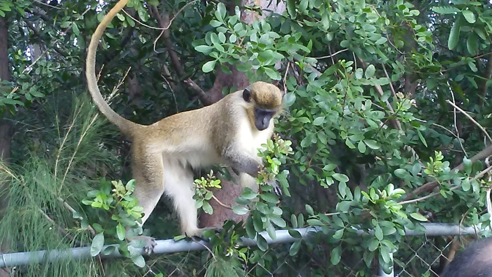 South Florida Monkeys | MonsterFishKeepers.com
