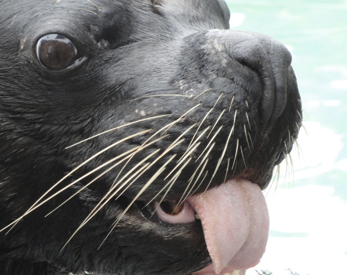 Doo it - just doo it: Hvornår er en spids en spids?