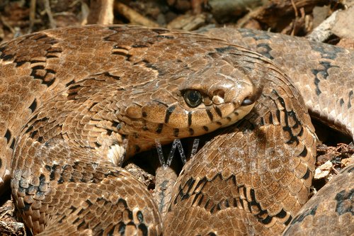 Night Adder | Snakes