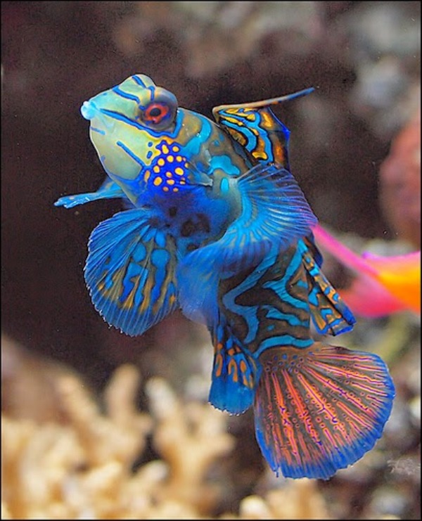 MANDARIN FISH photos - wallpapers (ανανεωμένο) | the fun bank