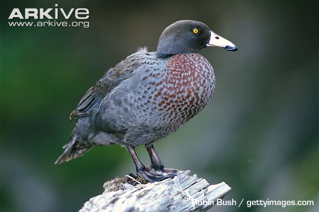 Laberinto en extinción: Pato azul (Hymenolaimus malacorhynchos)