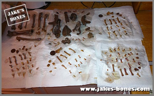 Cleaning the badger's skeleton : Jake's Bones