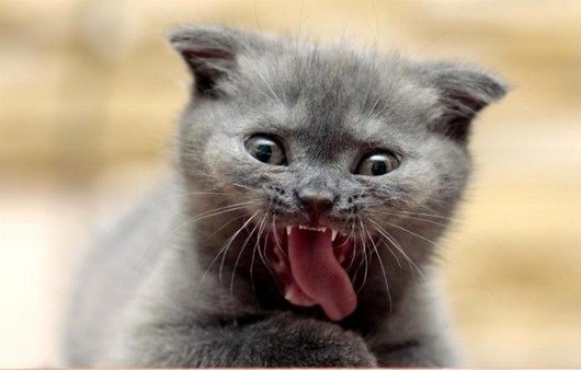 American Deals: Poze cu animale haioase compilatie 2016