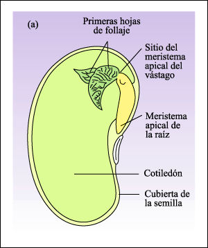 TecnoJardin: Estructura de una semilla