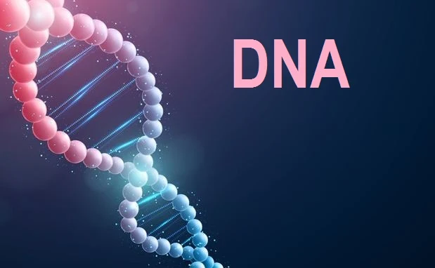 How DNA Relationship Testing Finds the Biological Basis of Your ...