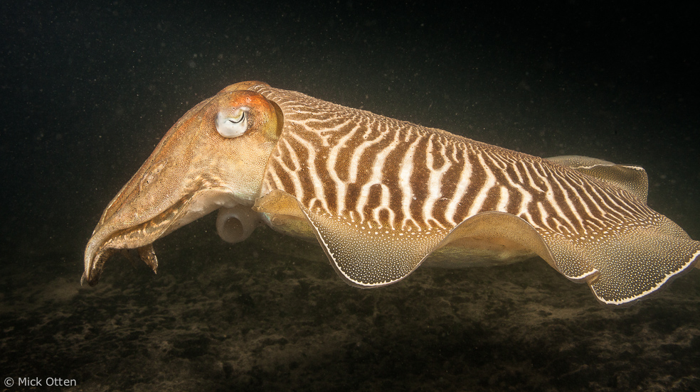 Mick's marine biology: Sepia frenzy: the common cuttlefish is back in town