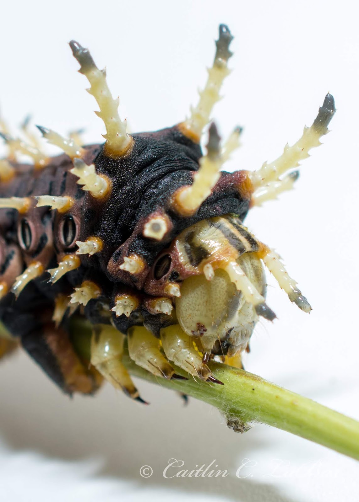 Northwest Butterflies: Citheronia splendens...Splendid Royal Moth