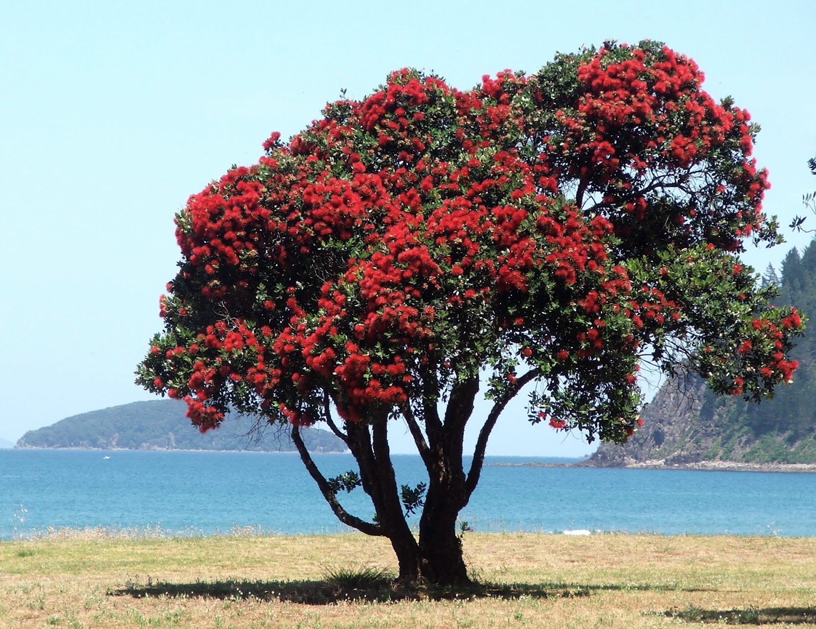 Picture Blocks: pohutukawa tree @ pauanui beach