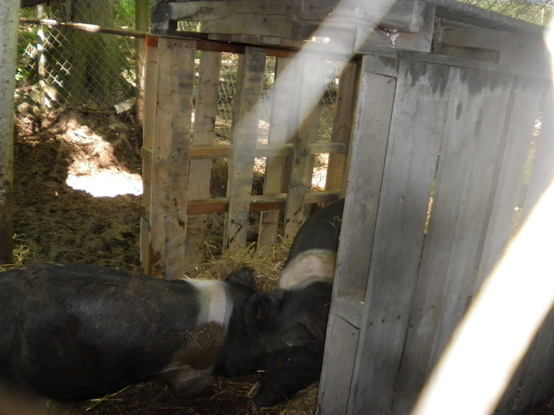 Simply Self Sufficiency: Pallet Pig House