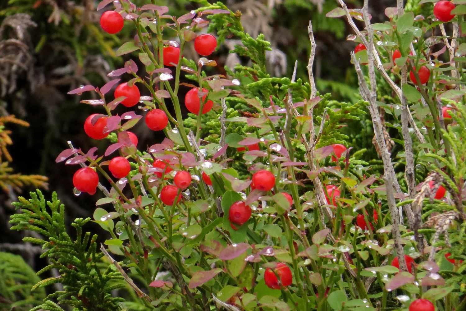 Alaska and Beyond Through Artists' Eyes: The Wilds of Alaska in Our ...