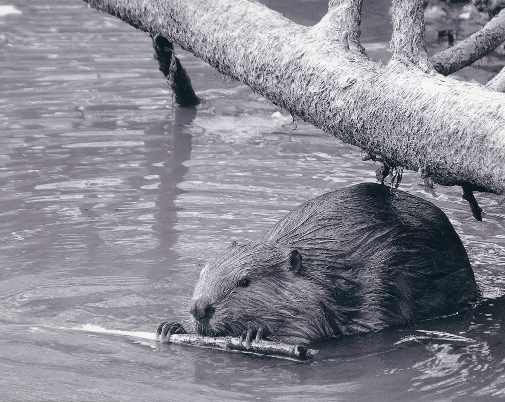 "Busy little beaver" nghĩa là gì?