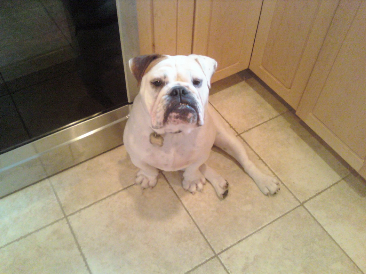 Regis College BSN/MSN Nurse Practitioner Student: A Year in the Life