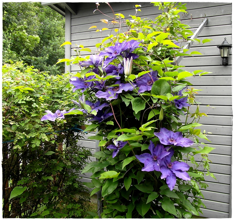 Växterna i min trädgård: KLEMATIS THE PRESIDENT