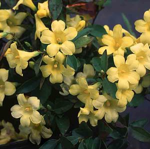 Peonies and Paint: A Jasmine Is a Jasmine, Or Is It?