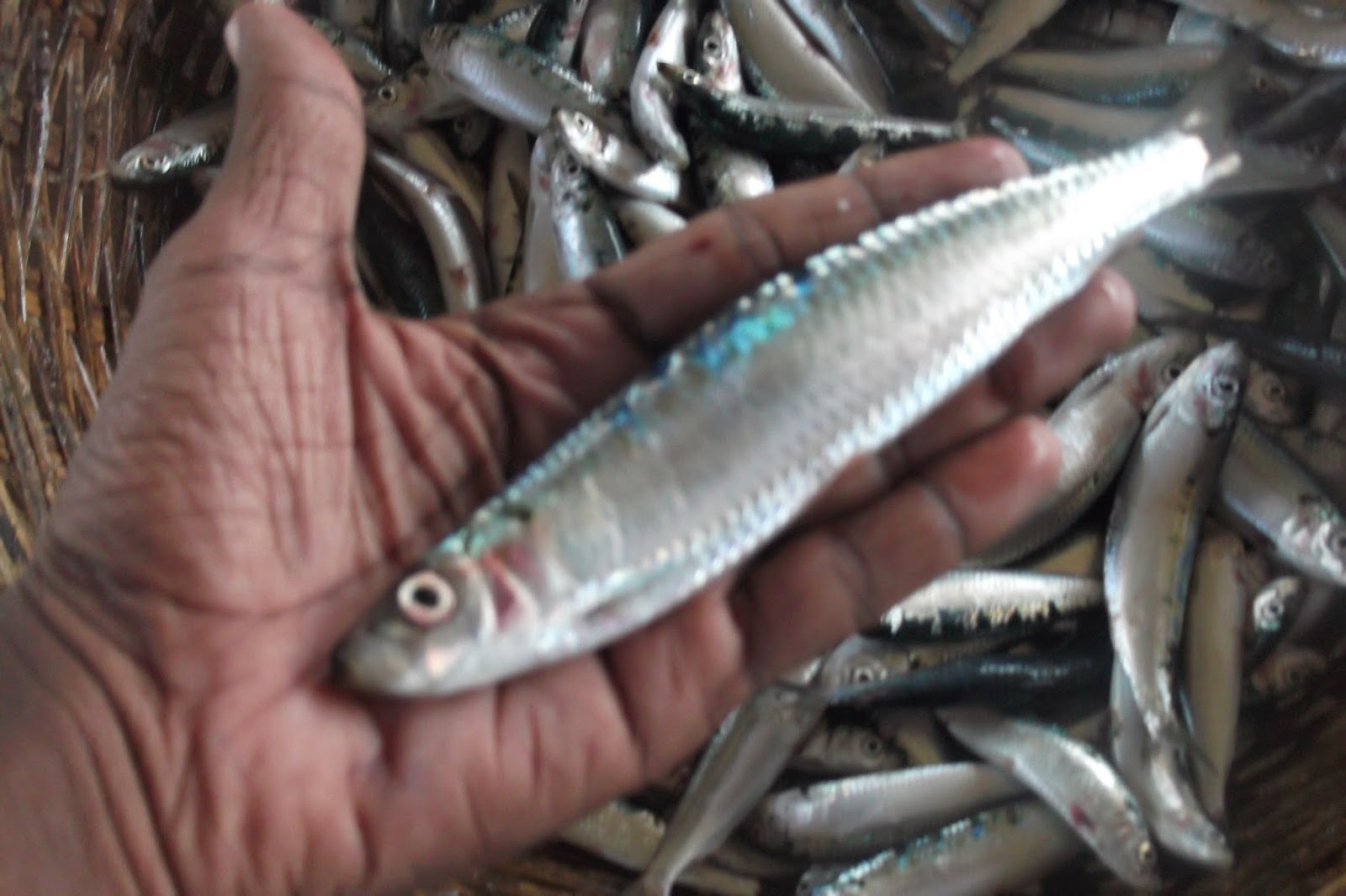 NEGOMBO SEAFOODS: HURULLA