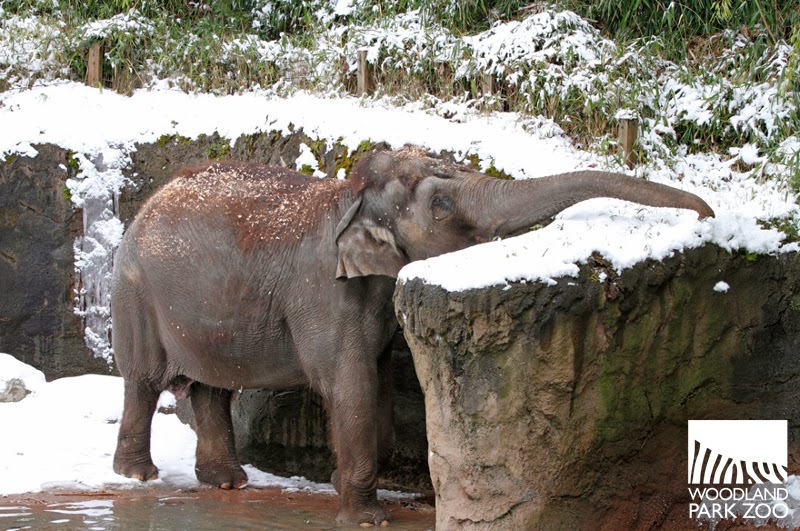 Snow day at Woodland Park Zoo