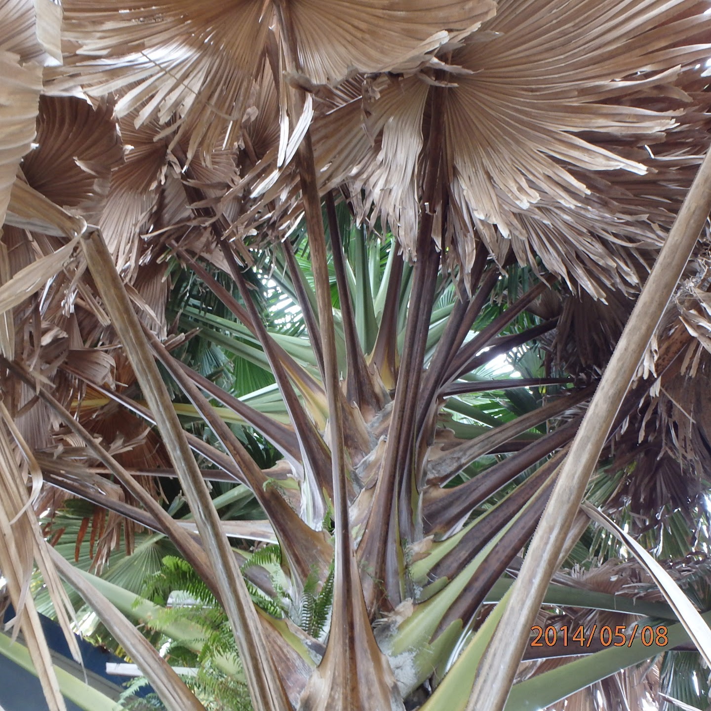 Flora de Puerto Rico Ilustrada Papo Vives: ARECACEAE CORYPHA UMBRACULIFERA
