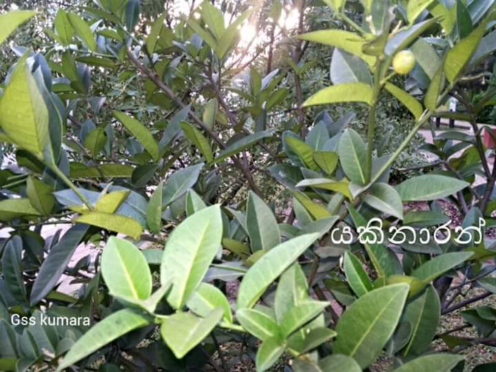 බෙහෙත් පැලෑටි/ඖෂධ පැල (Ayurvedha plant) ~ Sandy Foods | Sri Lanka