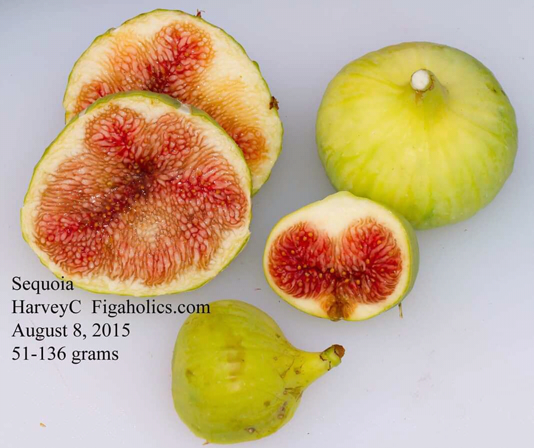 Sequoia Fig - Var Tin