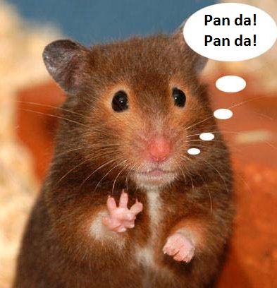 Dzień z życia Chomika :)