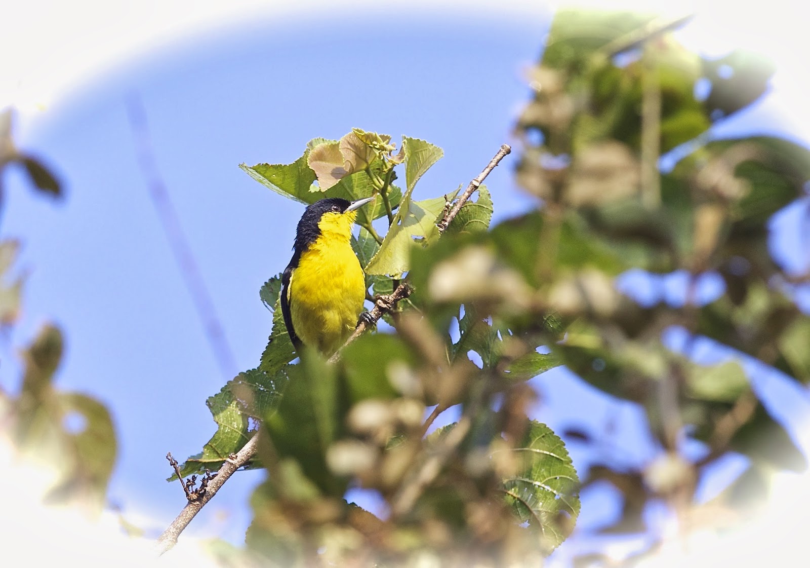 自由自在: 模特兒走秀 - 斯里蘭卡賞鳥行