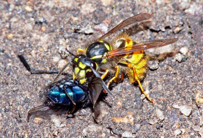 The Wonder world: Guerra de insectos