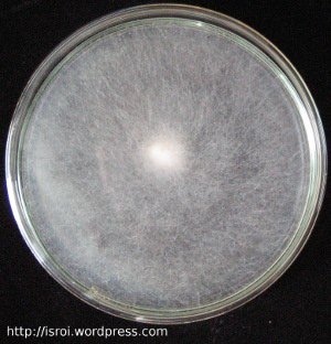 Cara Membuat Biakan Murni Jamur Tiram | Oemah Jamur