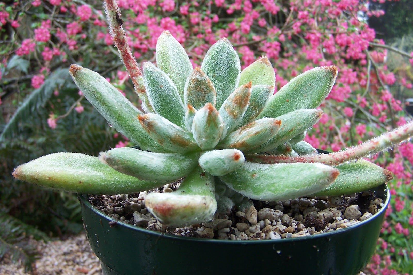 Oregon Cactus Blog: Echeveria leucotricha 'Frosty'