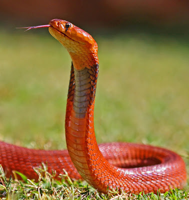 World Most Amazing Snakes In Photos | All Amazing