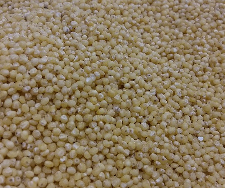 Bebida vegetal de millet, milhete ou painço