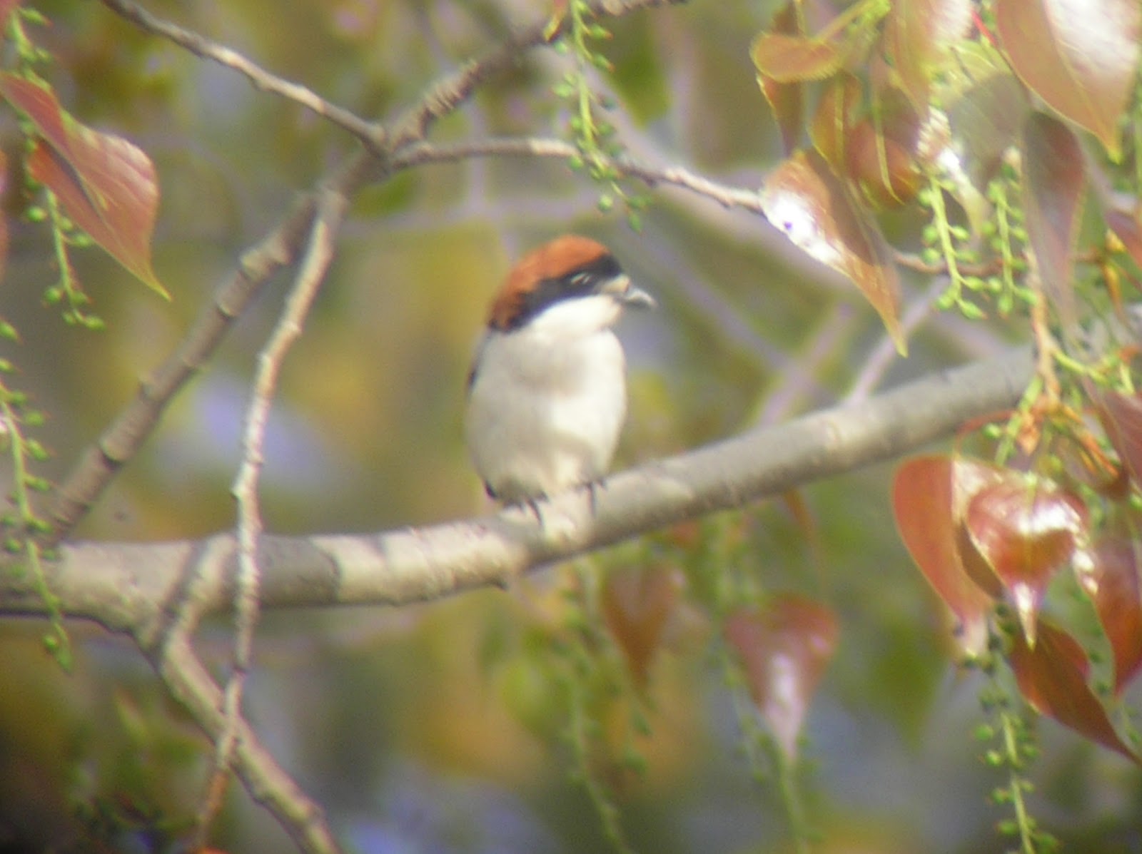 Recursos medioambientales: Alcaudón común (Lanius senator)