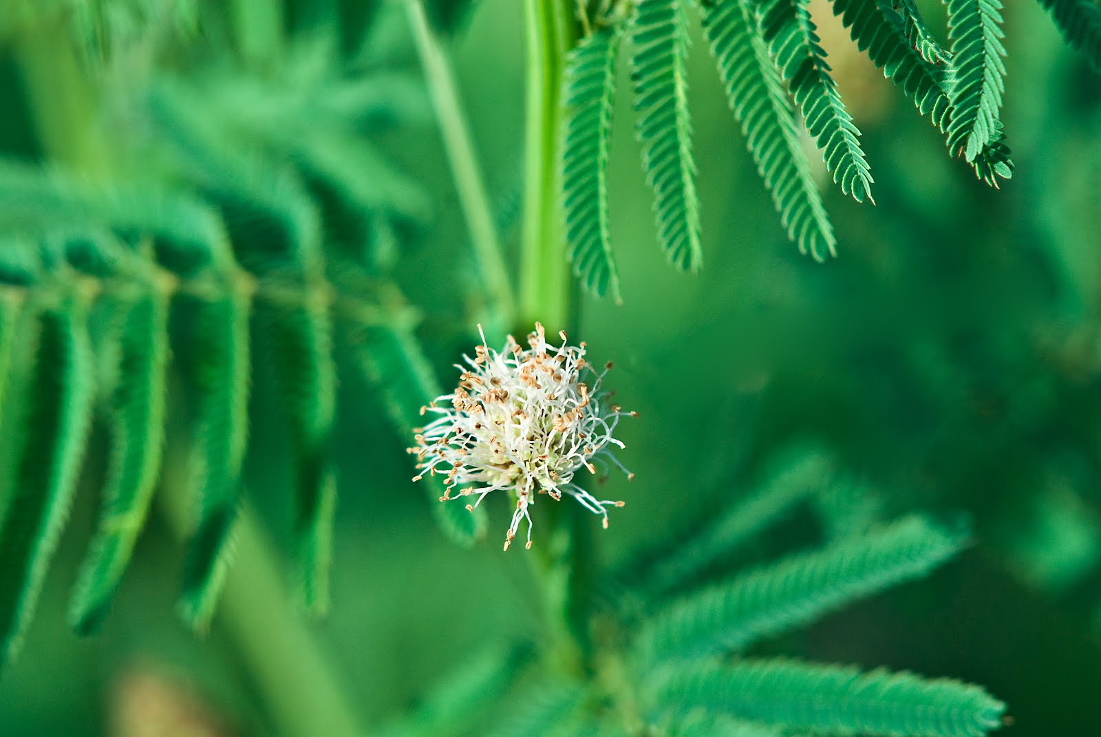 Indiana Plant A Day: Illinois Bundleflower