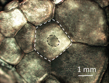 Life is short, but snakes are long: Do snakes have a third eye?