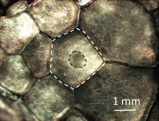 Life is short, but snakes are long: January 2017