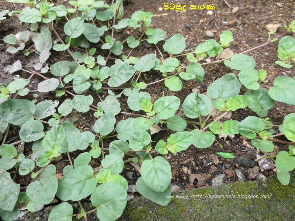 සාරණ / පිටසුදු සාරණ [Sarana] (Boerhavia diffusa) ~ අපේ ඔසුපැළ Medicinal ...