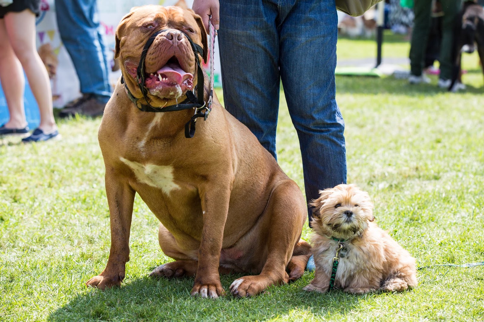 Frankston Pet's Day Out 2017 - October 8 | Australian Dog Lover