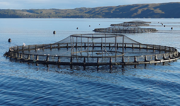 USAHA PERIKANAN BUDIDAYA AIR LAUT