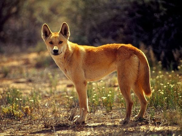 Dingo Animals | Latest Facts & Pictures | All Wildlife Photographs