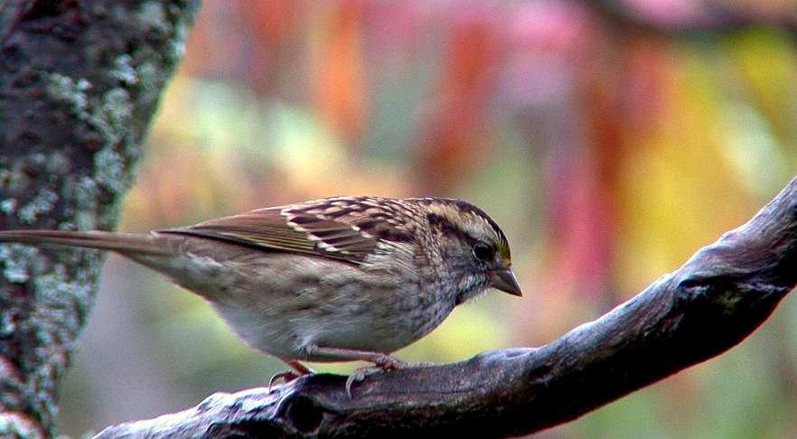 Tales From The Wilds: An Excellent Sparrow Migration