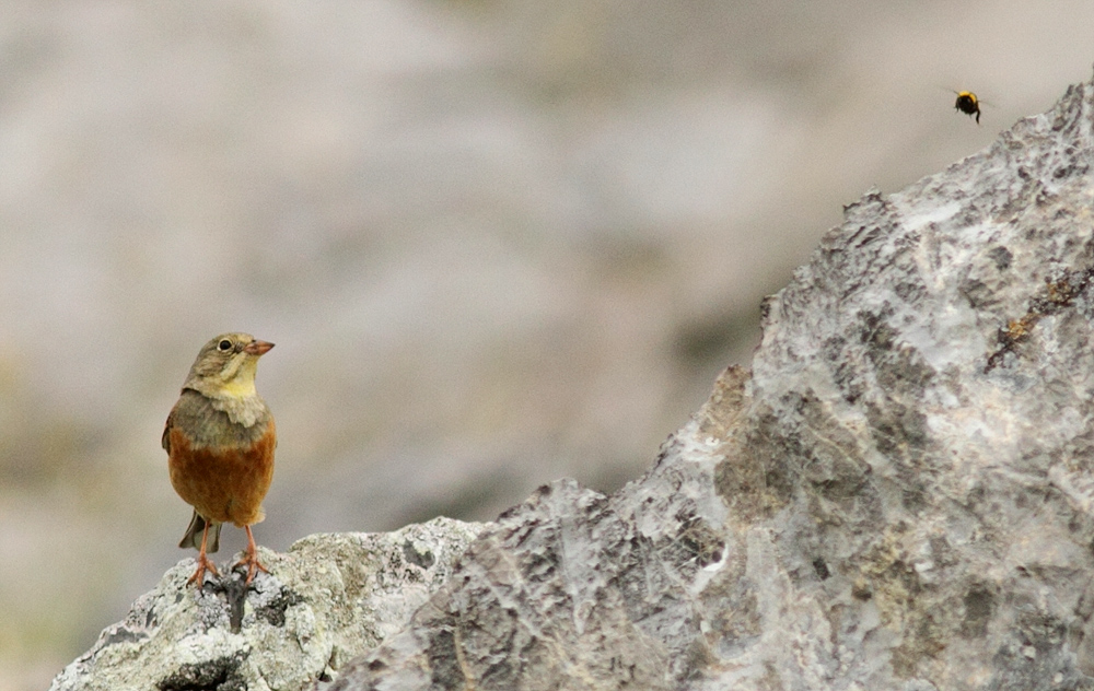 Miradas Cantábricas: Escribano hortelano en el pirineo