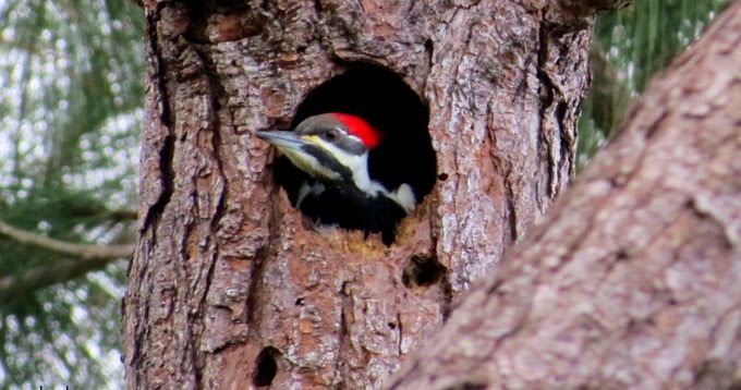 Simply Living: Pileated woodpecker emerges from pine tree cavity