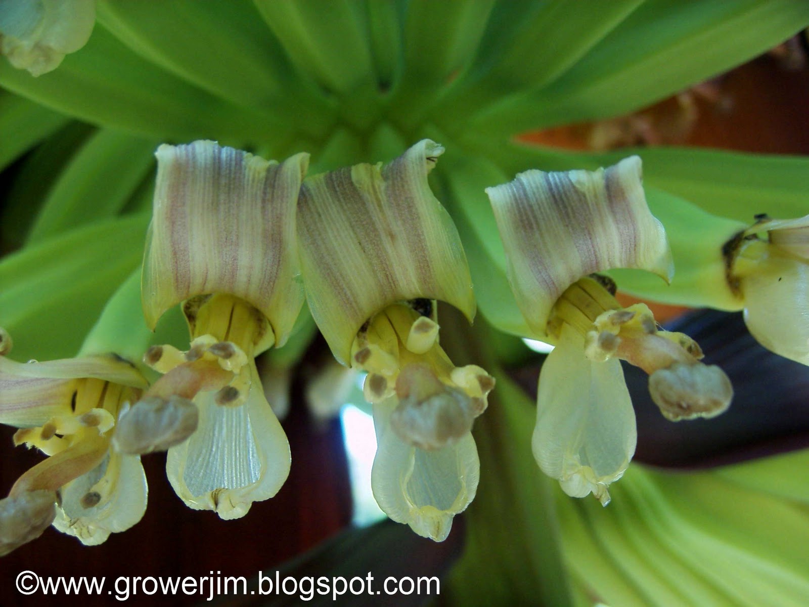 Garden Adventures: Banana (Musa)