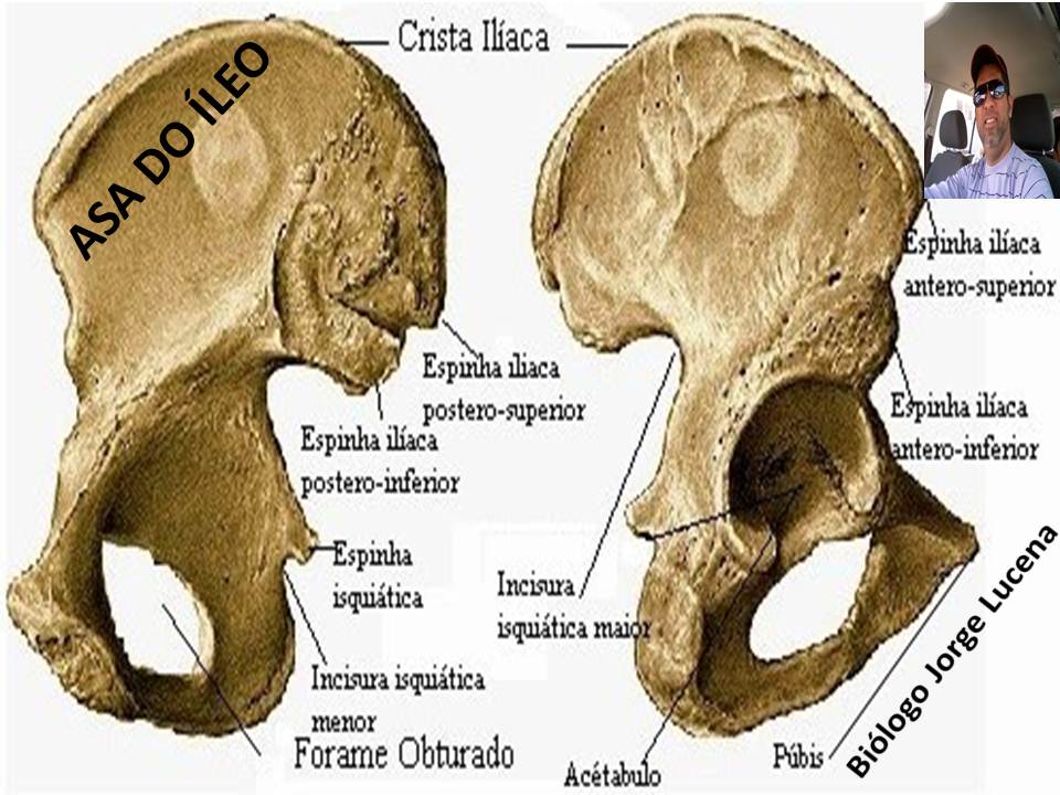 Anatomia Do Osso Iliaco - RETOEDU